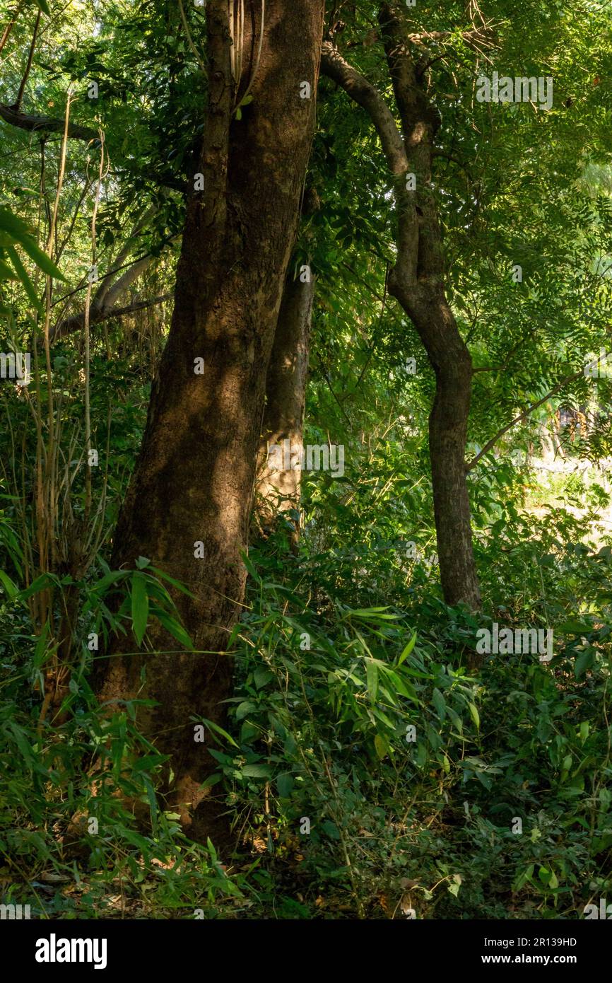 Vertical scenery of a jungle that has many diffrent type of trees Stock ...