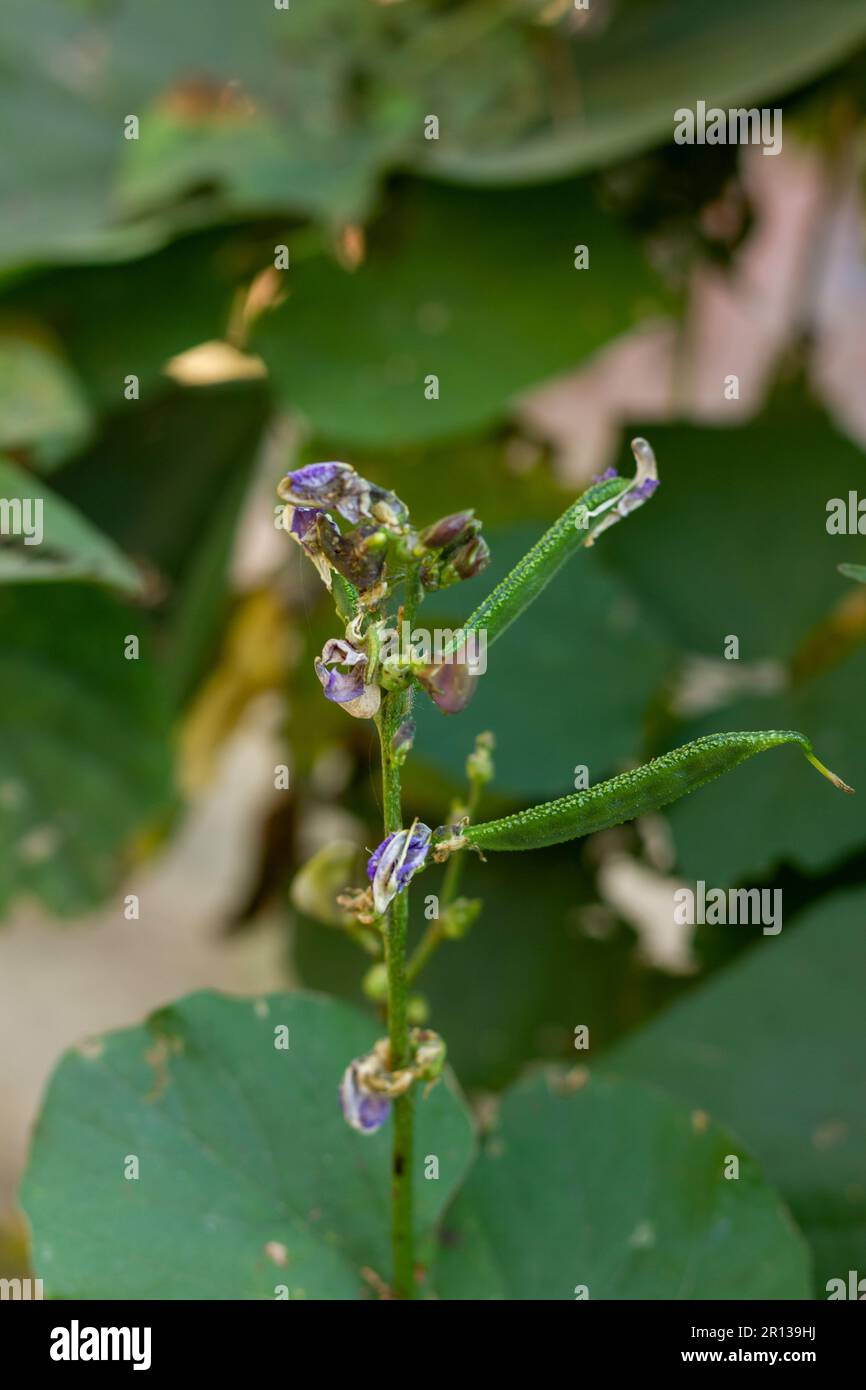 Bean sticks hi-res stock photography and images - Alamy