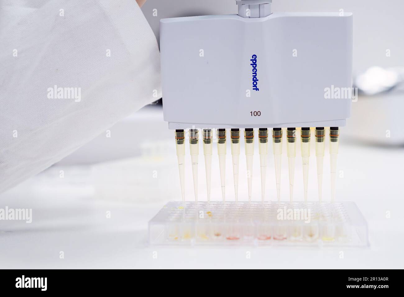 Microplates are loaded by scientists using Eppendorf multichannel ...