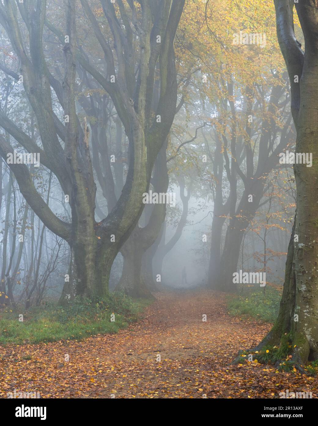 Stanmer Park in mist Stock Photo - Alamy