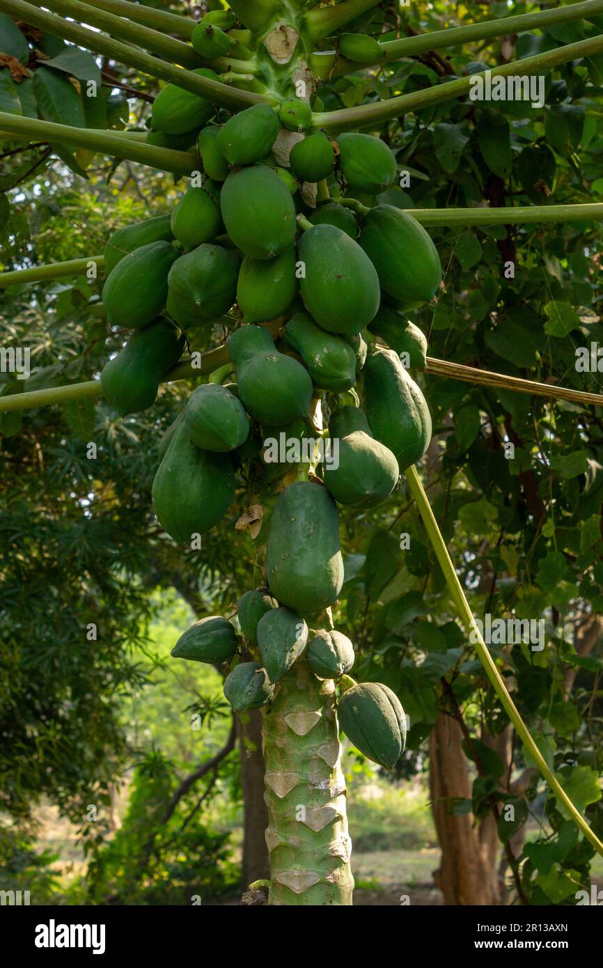 Yellow papaya tree hi-res stock photography and images - Alamy