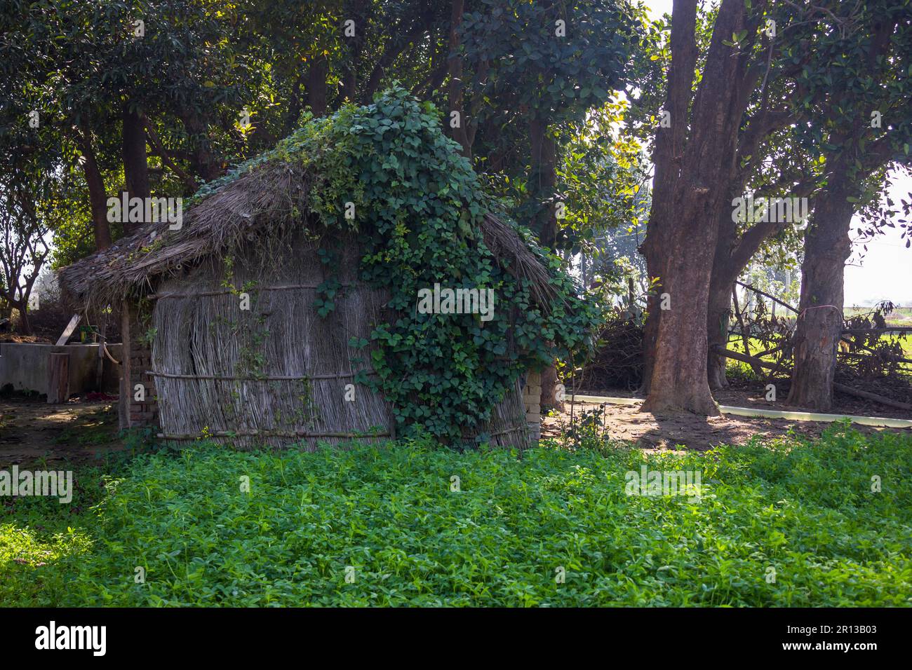 A water pump hut made of big cordgrass Stock Photo - Alamy
