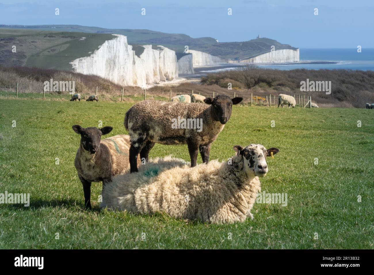 Sheep at the Seven Sisters Stock Photo - Alamy
