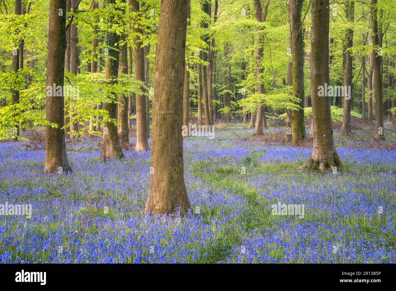 Angmering bluebell woods Stock Photo - Alamy