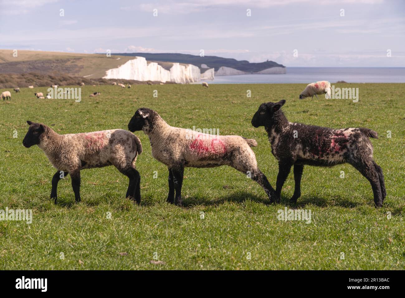 Seven sheep hi-res stock photography and images - Alamy