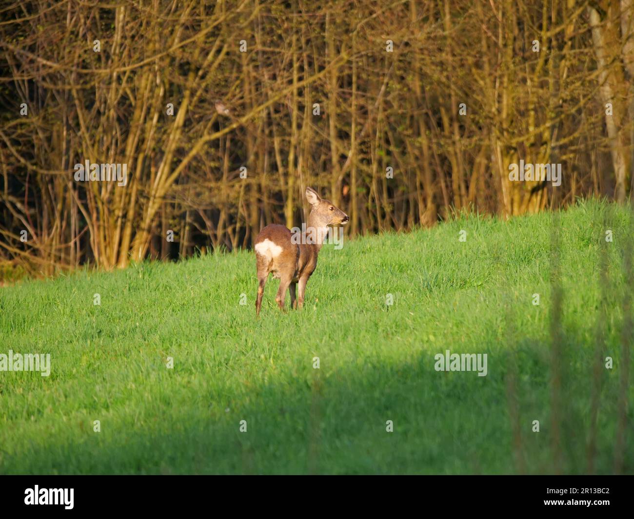 European roe deer on a meadow Stock Photo - Alamy