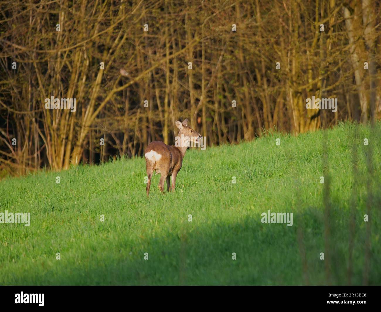 European wild cloven hi-res stock photography and images - Alamy