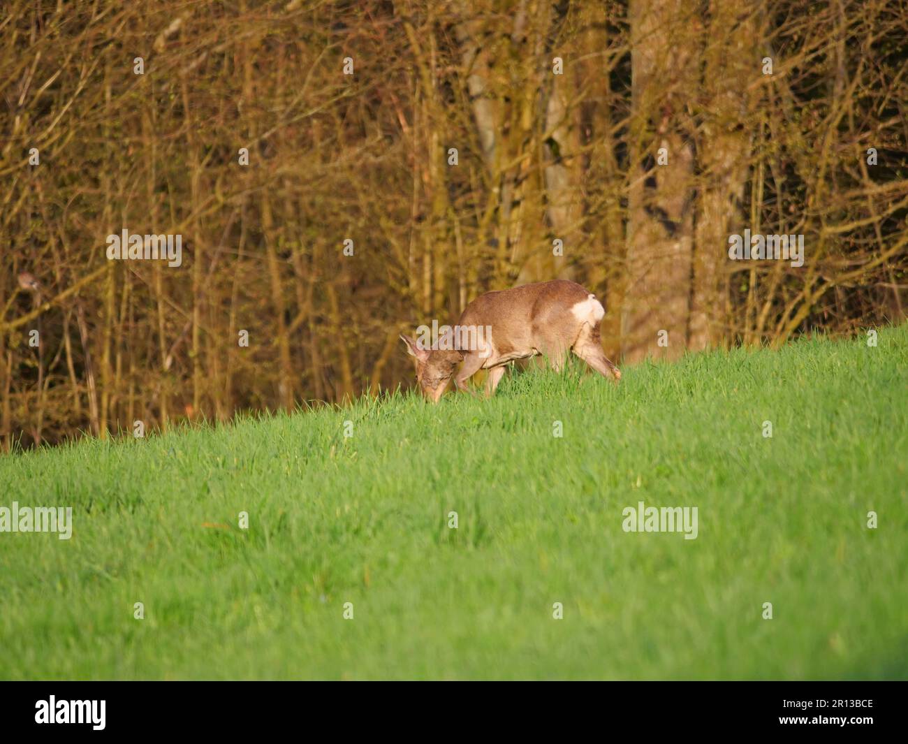 European wild cloven hi-res stock photography and images - Alamy