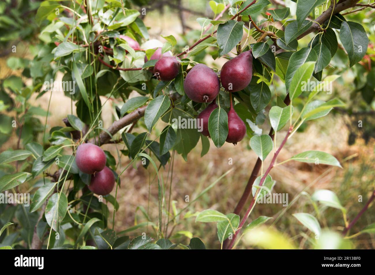 Red appetizing pears grow and ripening on a tree in a beautiful fruit ...