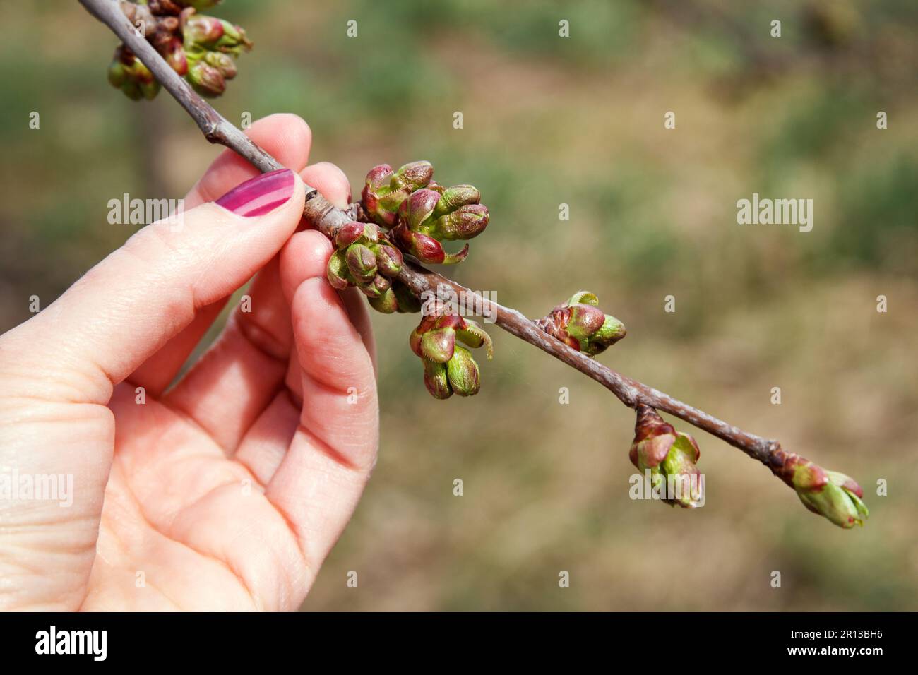Girl holds a branch in her hand. Early spring, buds swelled and spreads ...