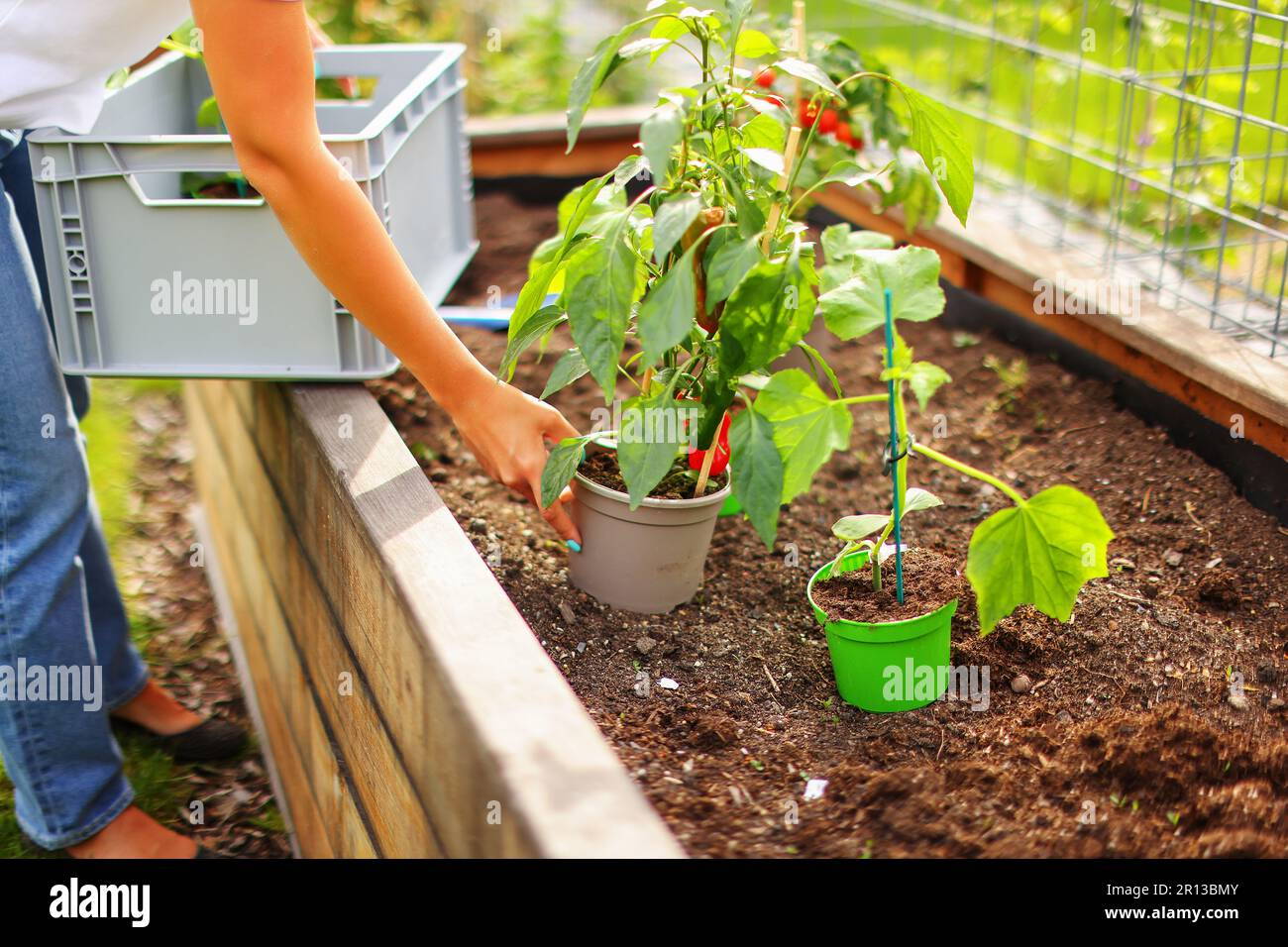 Gardening in spring. Woman planting geranium plant into flower pot ...