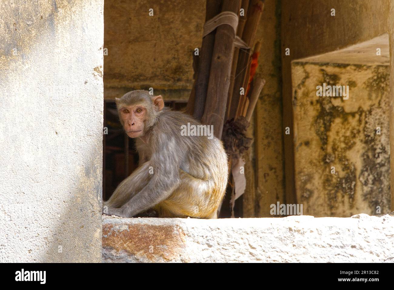 Young monkey sitting in the court yard alone looking at the camera ...