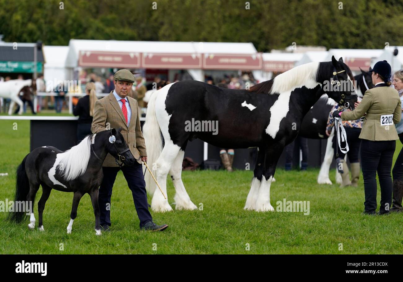 Miniature horse Alliance Boleros Fortunato (left) is paraded around the ...