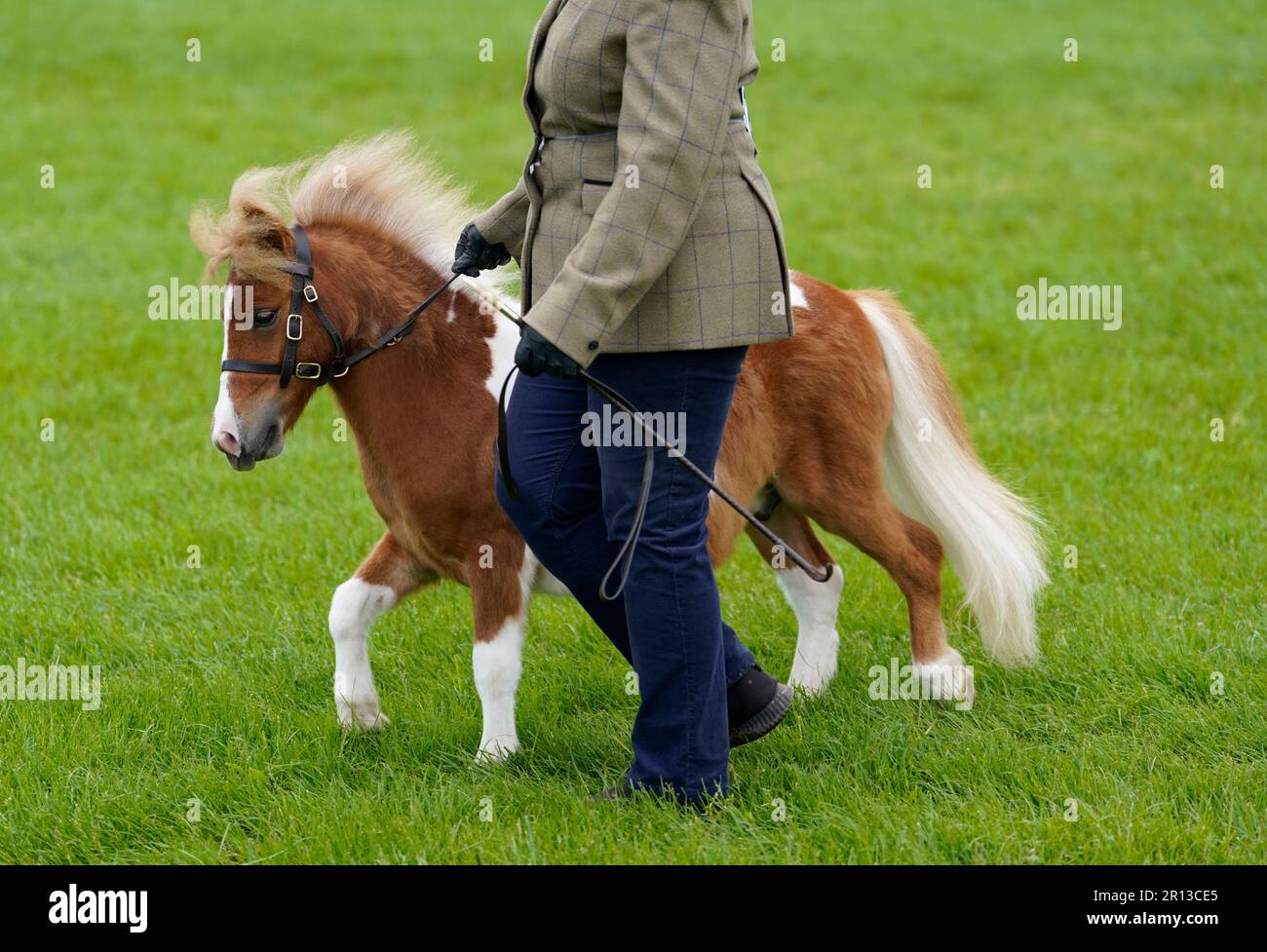 Plumtree Henrik is paraded in the Copper Horse Arena by their handler ...