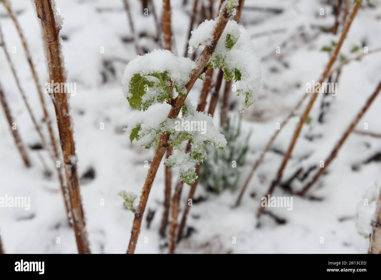 Green leaves on raspberry bushes fell snow and rain in early spring ...