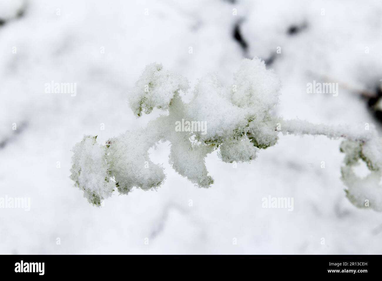 Green leaves on a raspberry bush, snow and rain fell on them in early ...