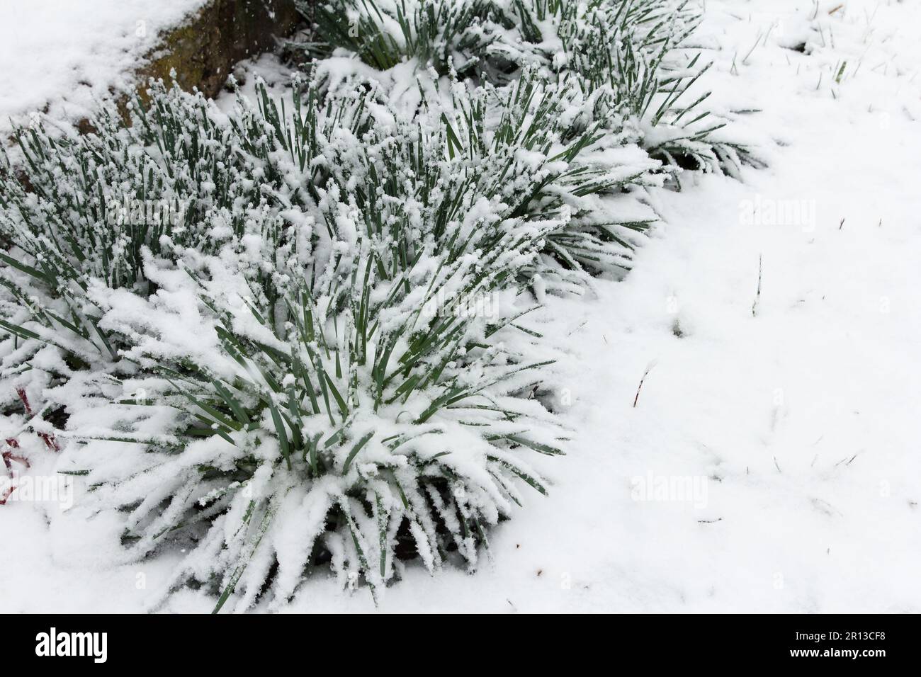 Daffodil bushes with buds are under fallen snow in garden in early ...