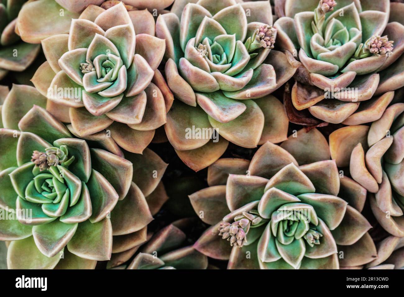 Nature, plant and closeup of succulent in garden for texture ...