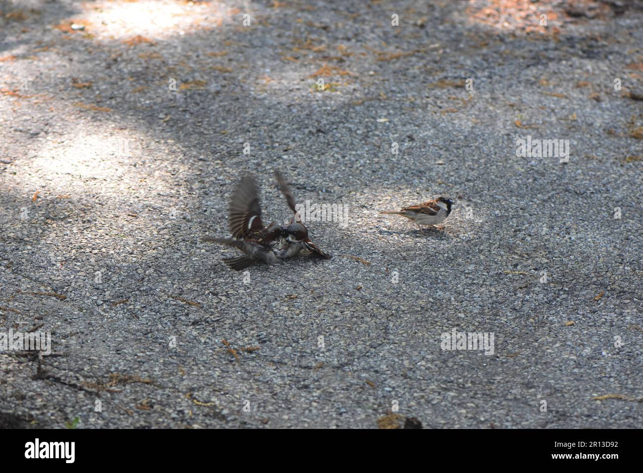 House sparrows fighting in New York City Stock Photo - Alamy