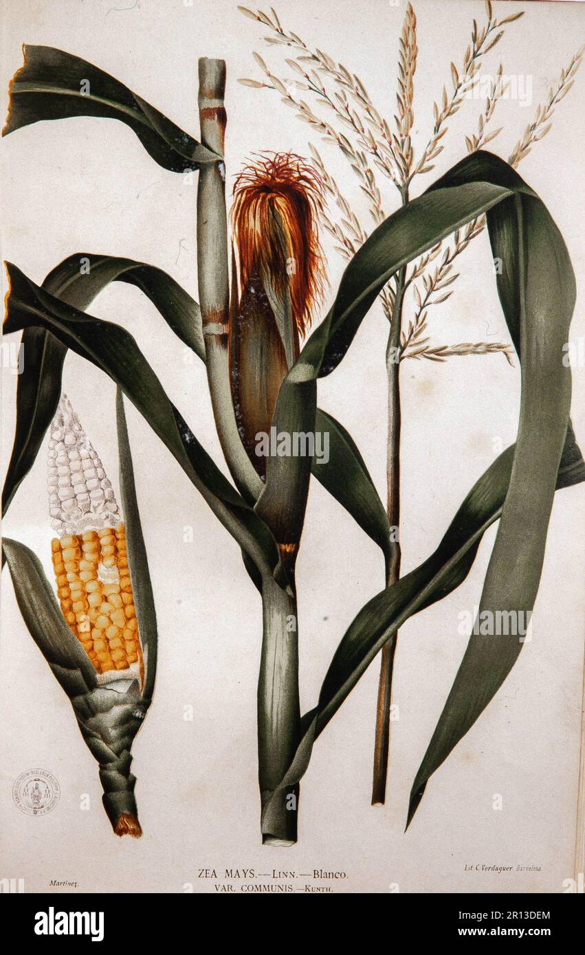 Planta de filipinas hi-res stock photography and images - Alamy