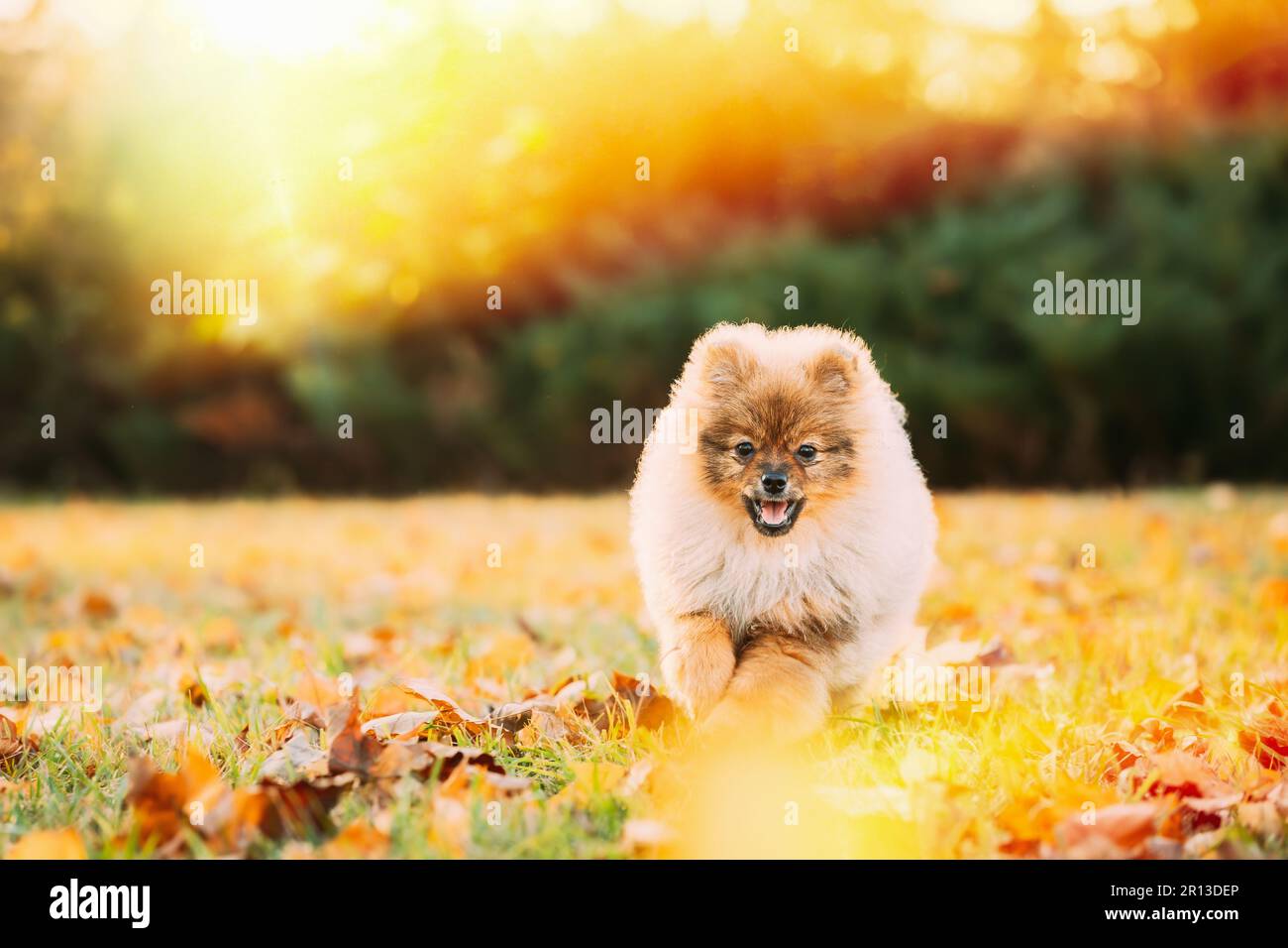 Young Red Puppy Pomeranian Spitz Puppy Dog Play Running Outdoor In Autumn Grass. Sunlit Pet. Sun ...