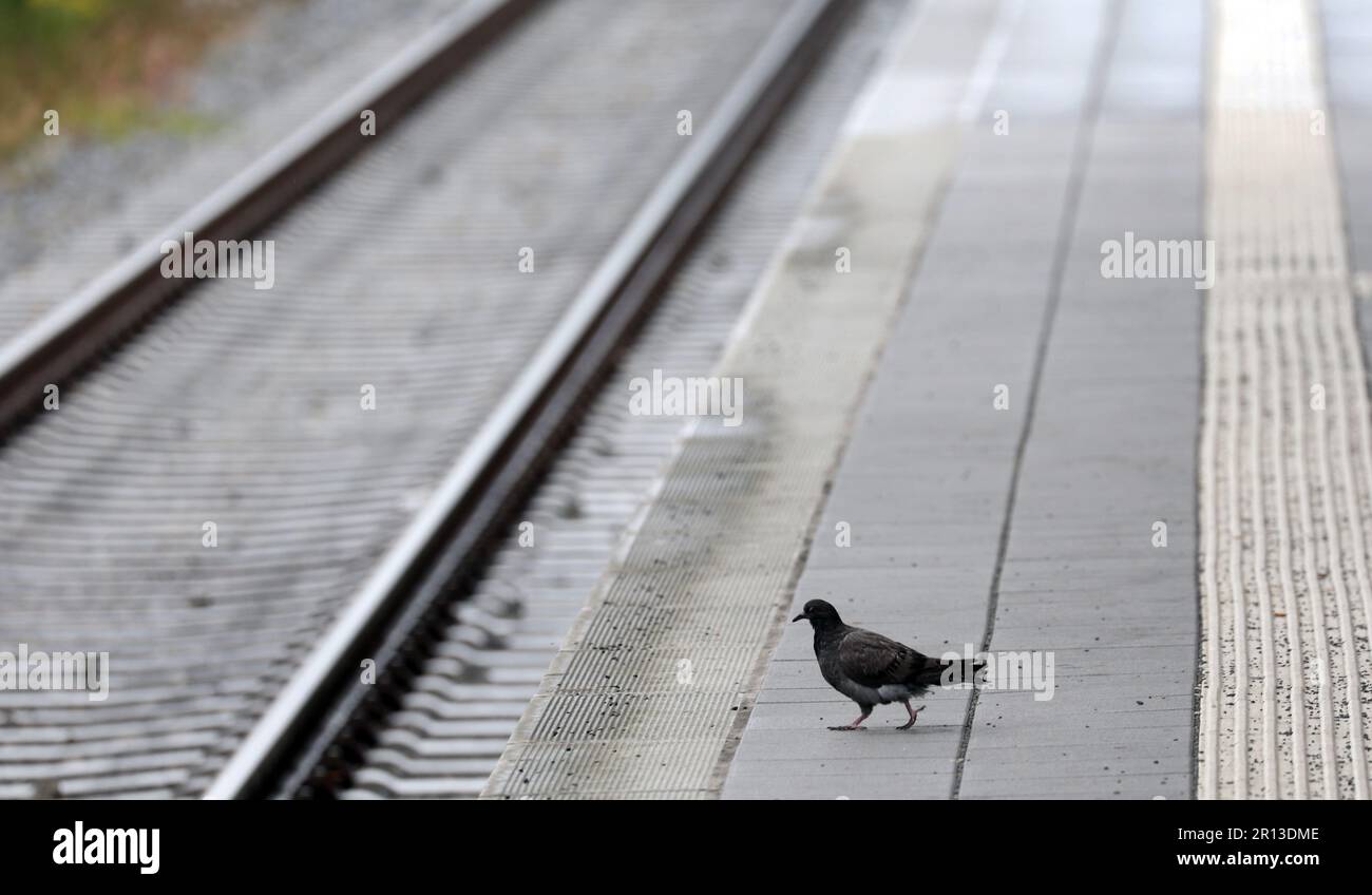11 May 2023, Bavaria, Würzburg: A pigeon walks on an empty platform at ...