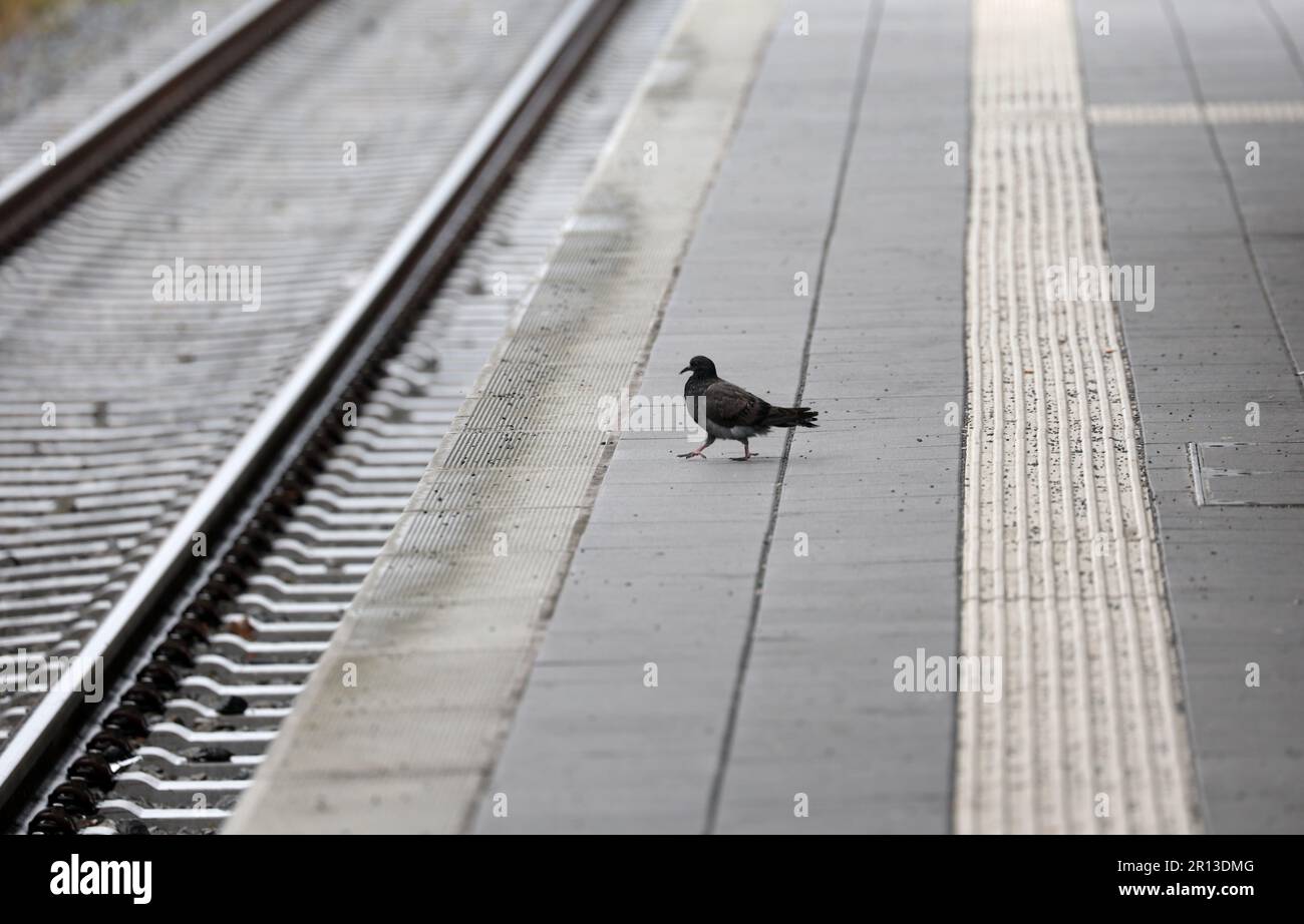 11 May 2023, Bavaria, Würzburg: A pigeon walks on an empty platform at ...