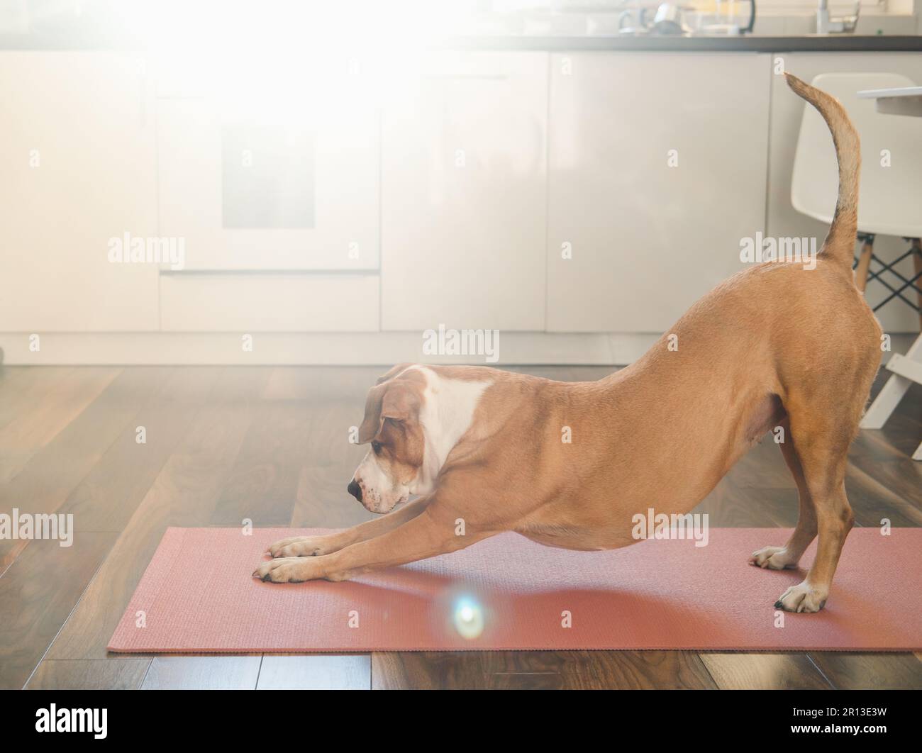 Cute dog doing anahatasana stretching yoga pose in the studio kitchen ...