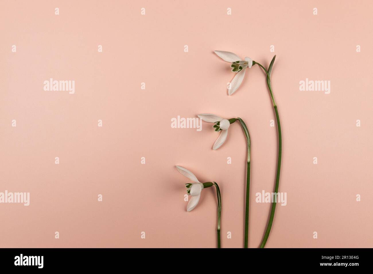 Top view of white snowdrops on pink background. Three spring flowers ...