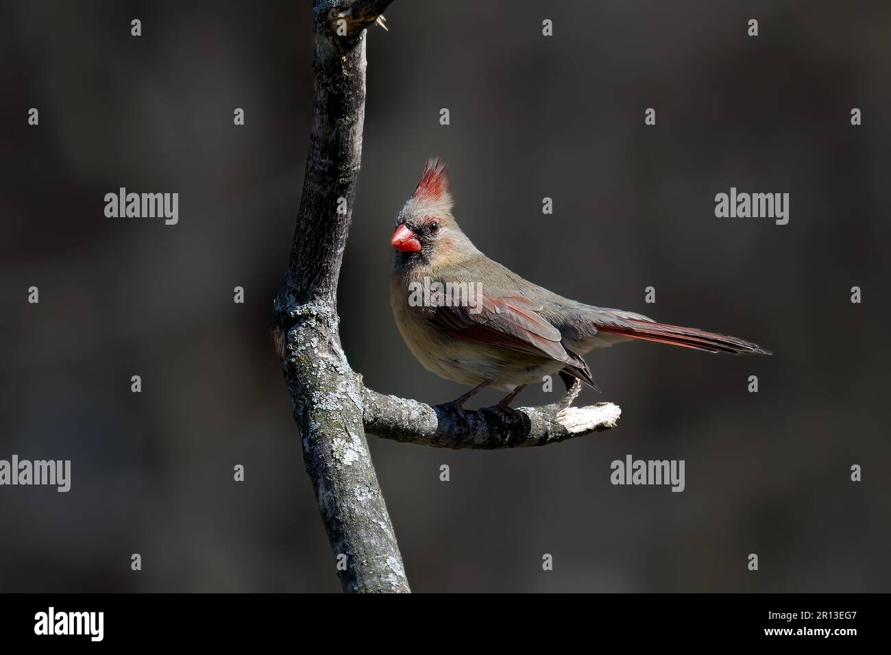 Northern Cardinal (Cardinalis cardinalis), female sitting on a tree ...
