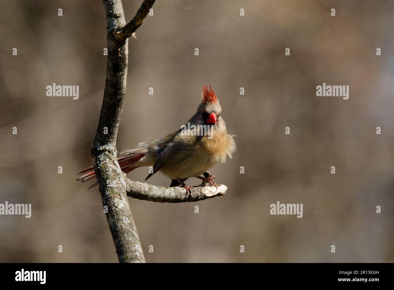 Northern Cardinal (Cardinalis cardinalis), female sitting on a tree ...