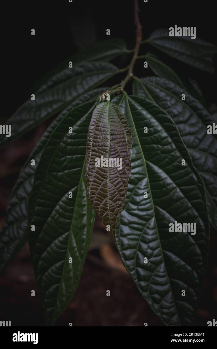 Long Textured leaves with black background Stock Photo - Alamy
