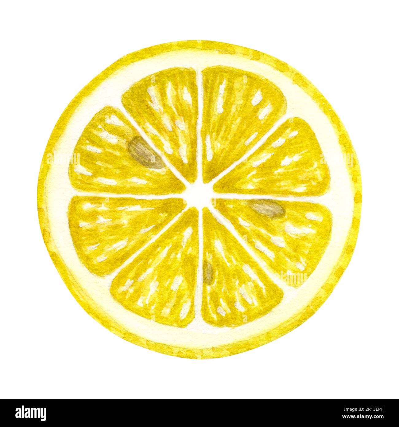 Yellow lemon round citrus slice fruits. Hand drawn watercolor ...