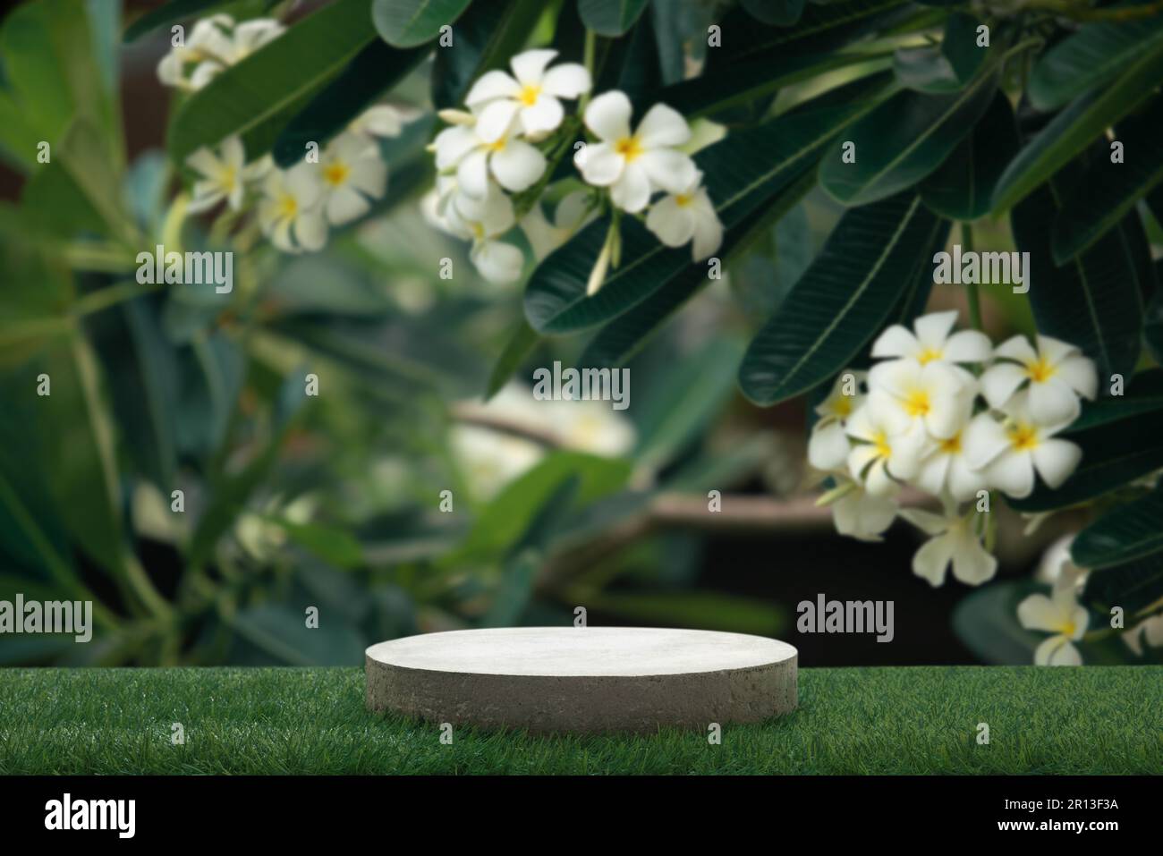 Concrete podium tabletop floor outdoor blurred white frangipani flowers ...