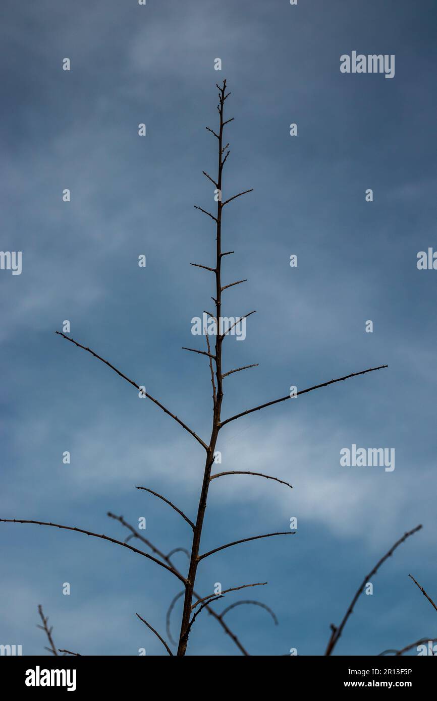 Dry branches of a tree against a blue sky in winter Stock Photo - Alamy