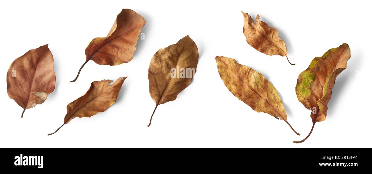 set of dry leaves, dead, dehydrated and discolored fallen leaves ...