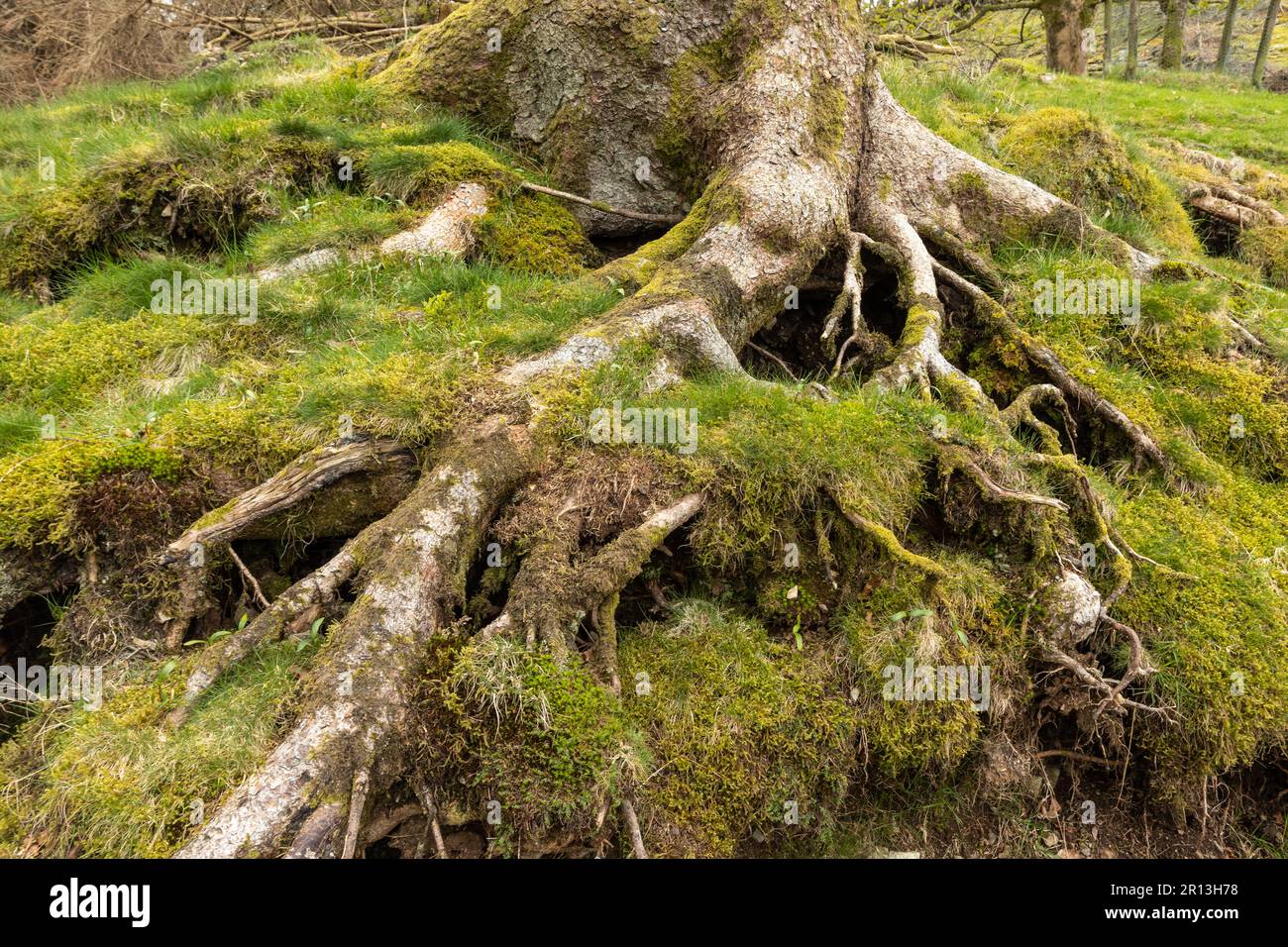 Old exposed tree roots at Tarn Hows in England's Lake District Stock ...