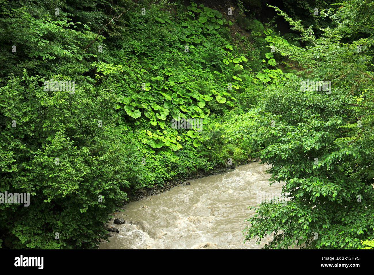 A muddy river with paws in a beautiful canyon. Guba region. Azerbaijan ...