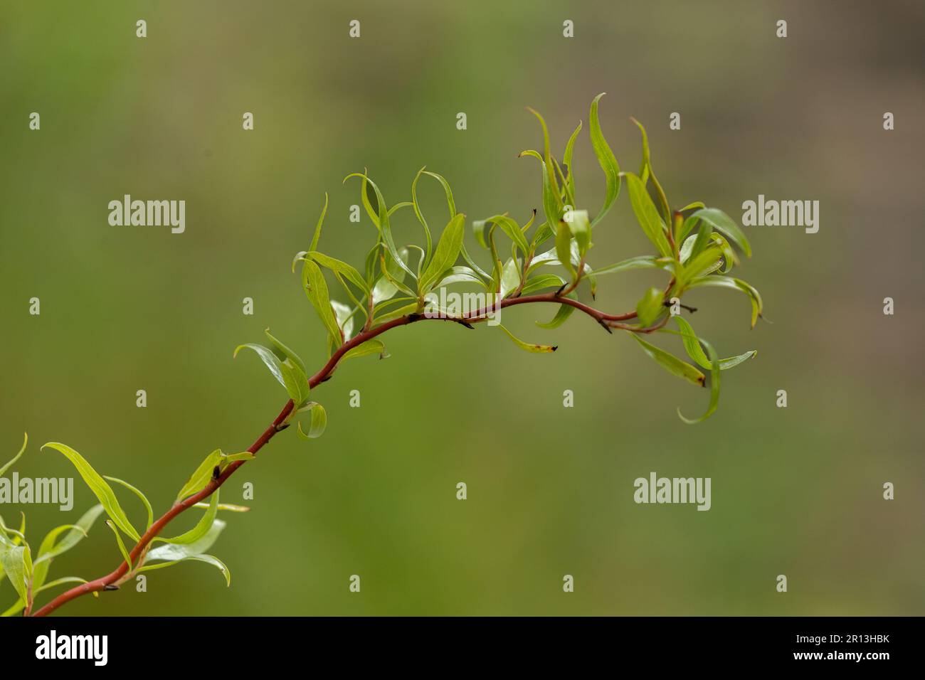 Salix 'Golden Curls' (Willow). A fast growing ornamental small tree or ...