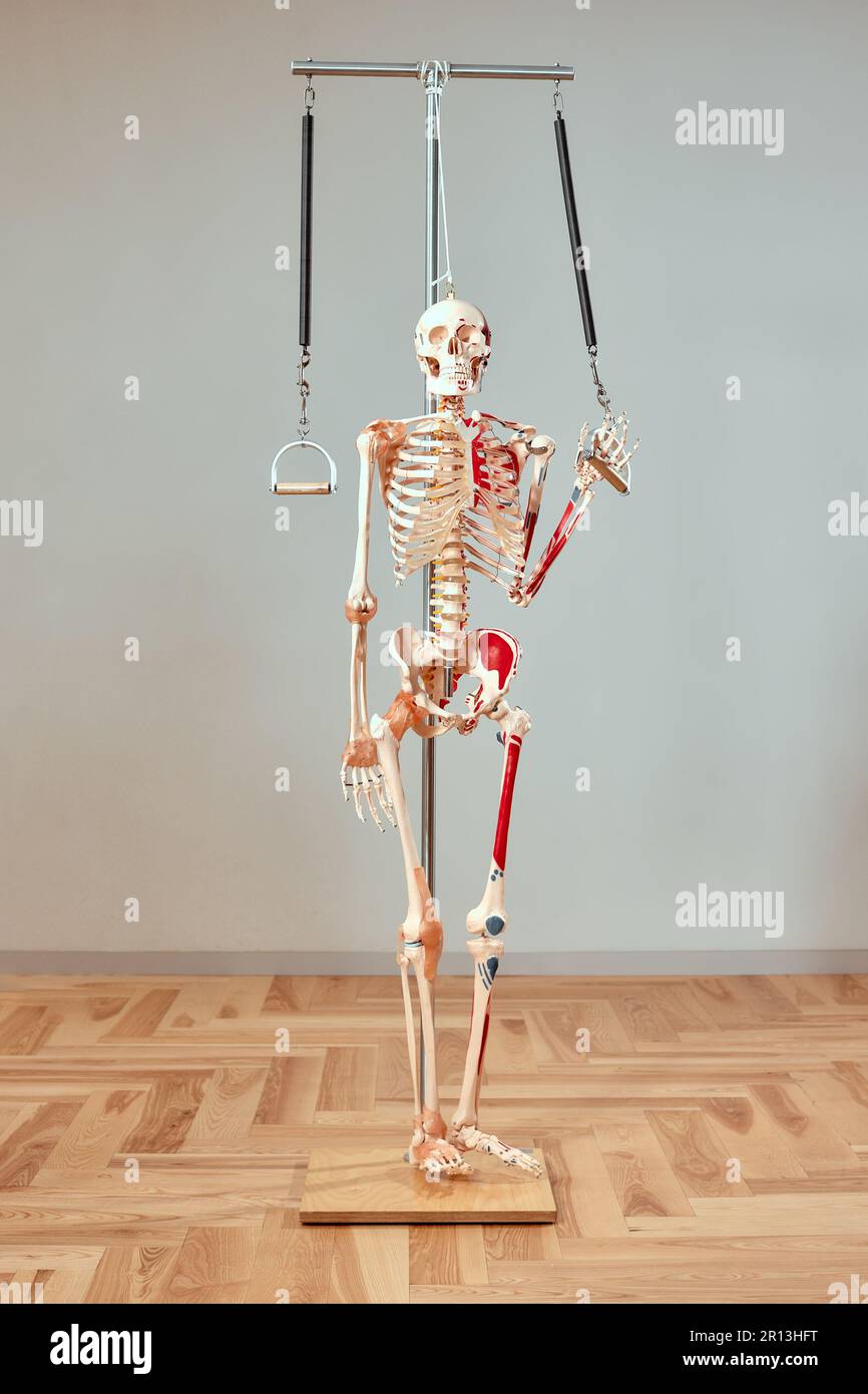 Skeleton in pilates studio, visual aid for human body training, healthy ...