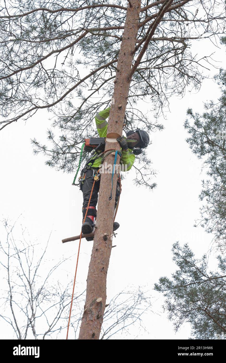 ARBORIST with equipment up on a pine trunk to cut into lengths Stock ...