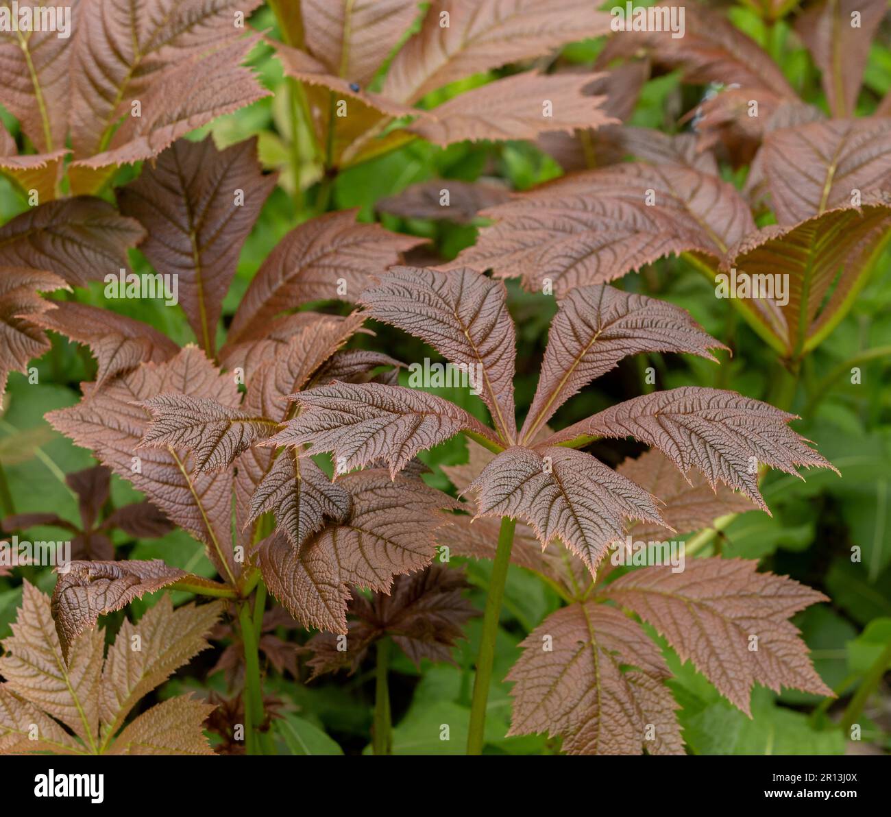 Bronze foliage hi-res stock photography and images - Alamy