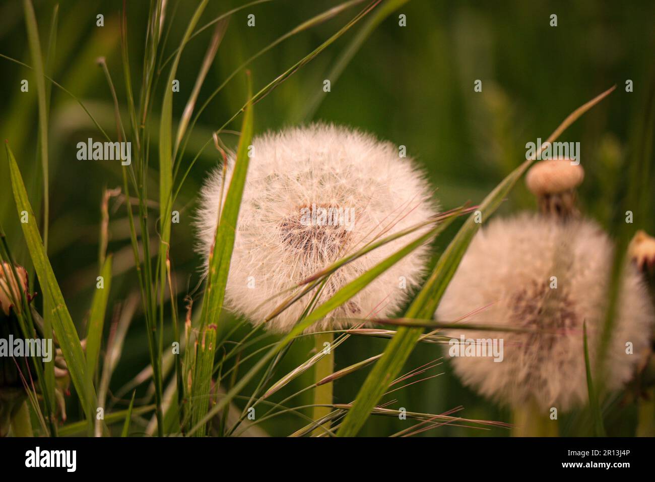 Blume spring hi-res stock photography and images - Alamy