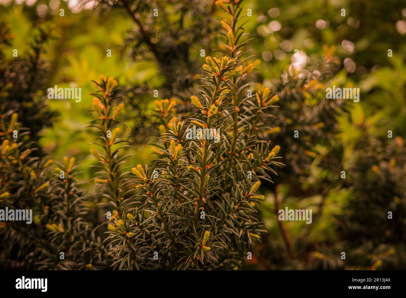 Conifer tree needles hi-res stock photography and images - Alamy