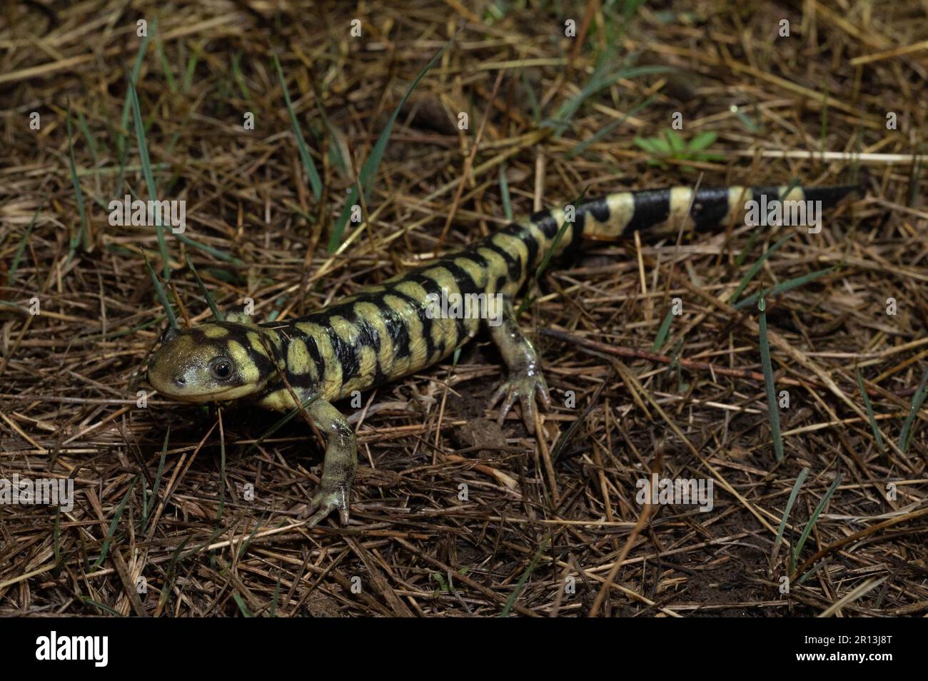 Tiger salamanders ambystoma tigrinum hi-res stock photography and ...