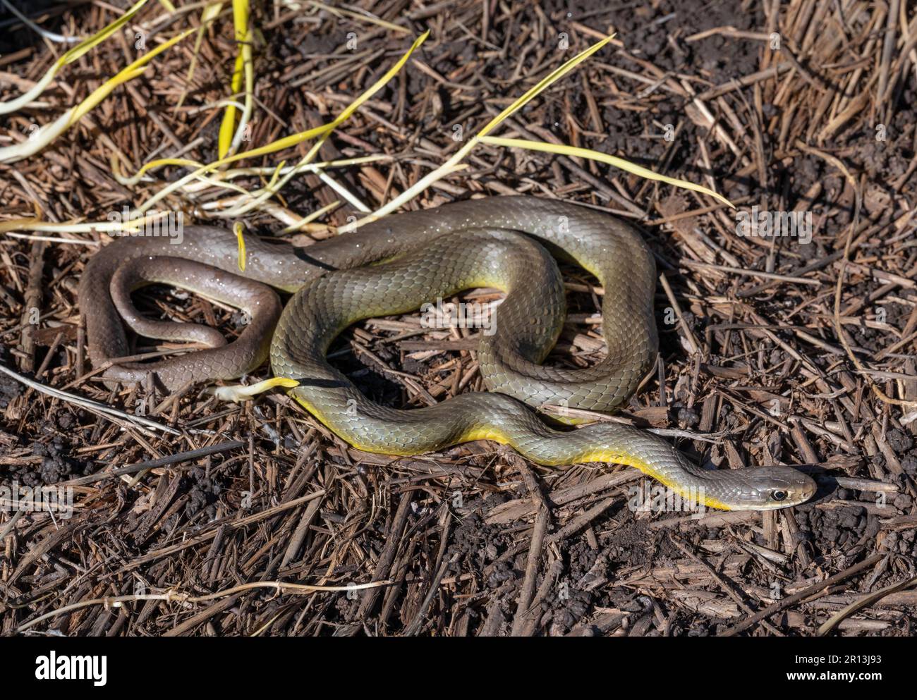 Eastern Yellow-bellied Racer (Coluber constrictor flaviventris) from ...