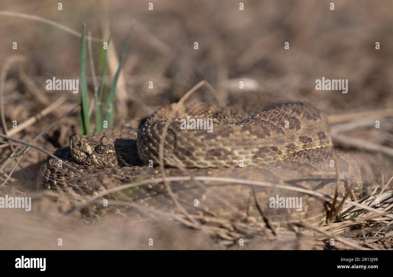 A Prairie Rattlesnake (Crotalus viridis) basking in the late afternoon ...