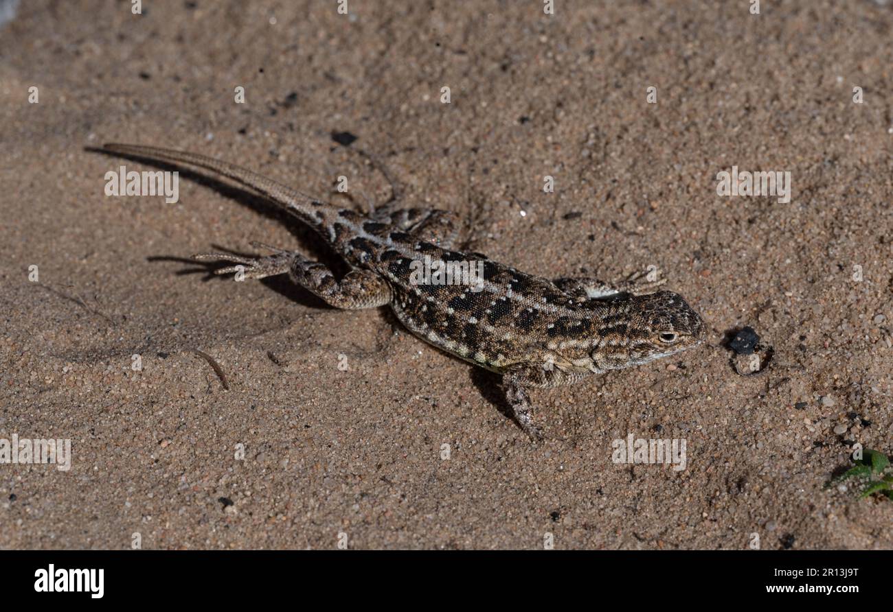 Lesser earless lizards hi-res stock photography and images - Alamy