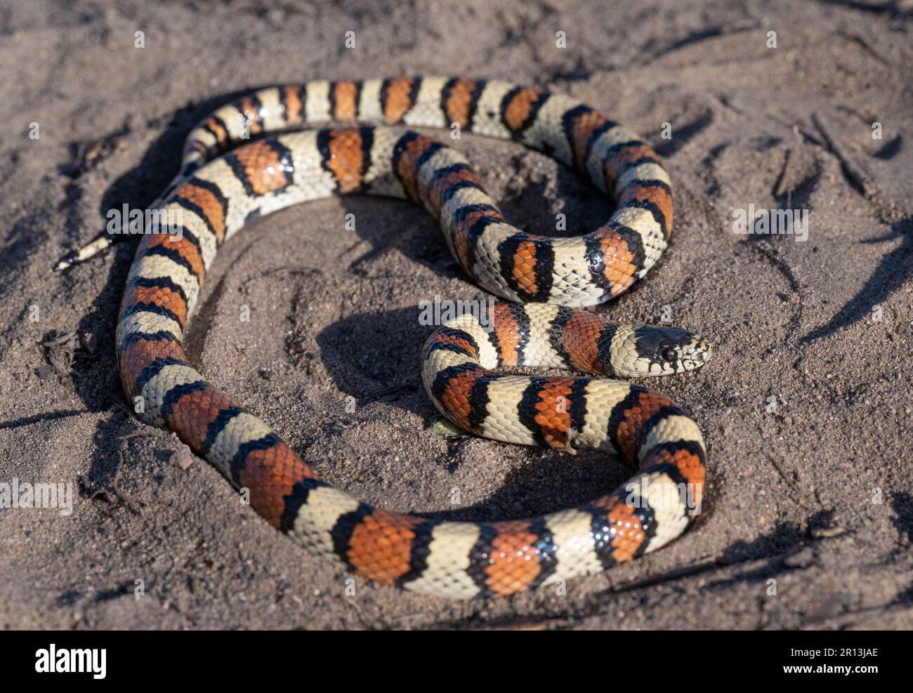 Western Milksnake (Lampropeltis gentilis) from Weld County, Colorado ...