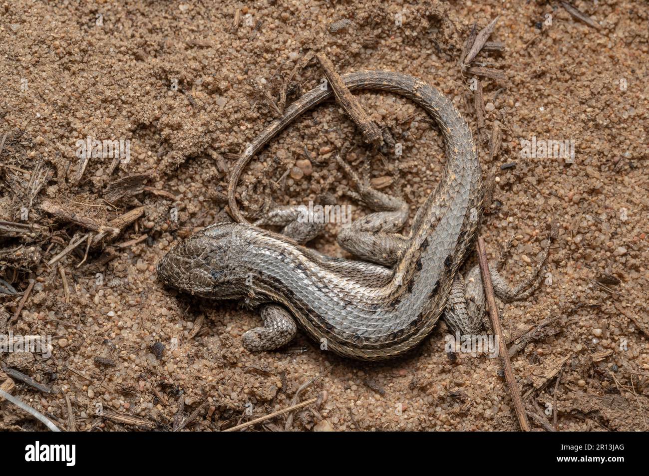 A male Prairie Lizard (Sceloporus consobrinus) from Weld County ...